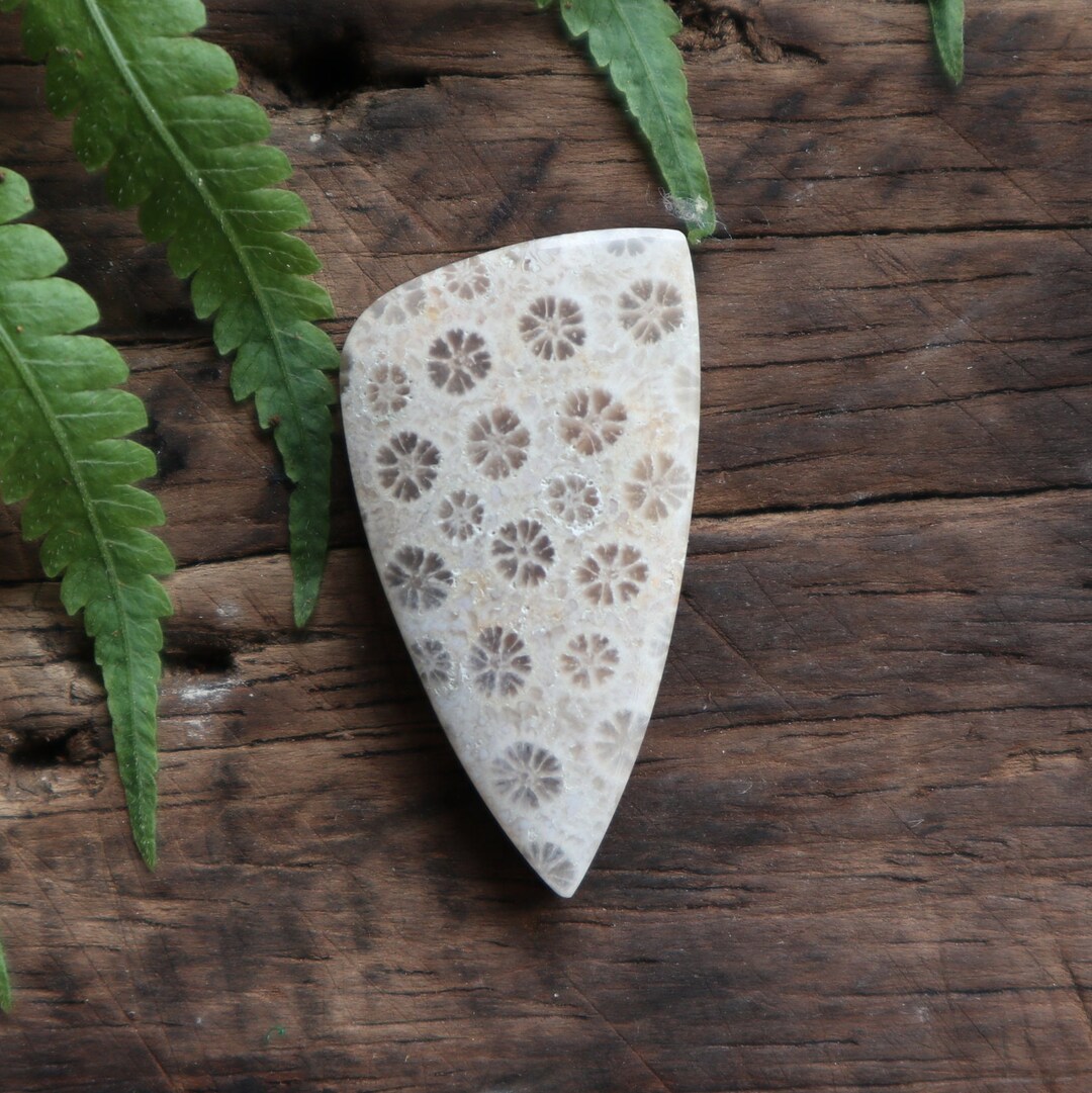 Unique Fossil Coral,mohs Scales of Mineral Hardness,agate Gemstone ...