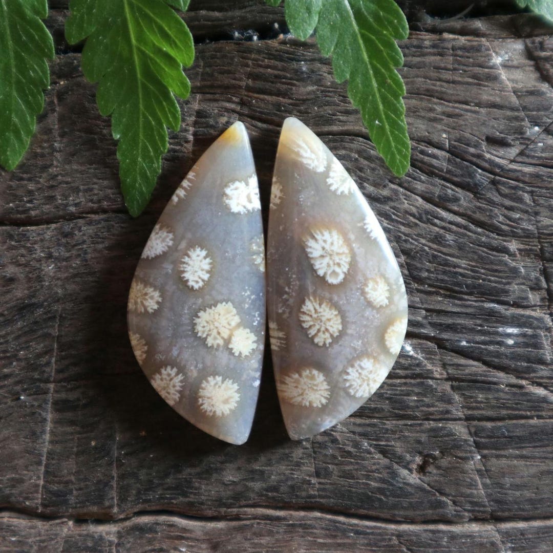 Flower Pattern Fossil Coral, Polished Gemstone for Jewelry Making - Etsy