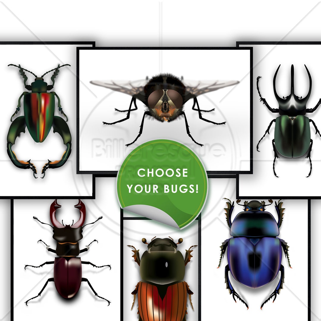 Cartel de insectos y bichos Impresión de insectos y escarabajos ...