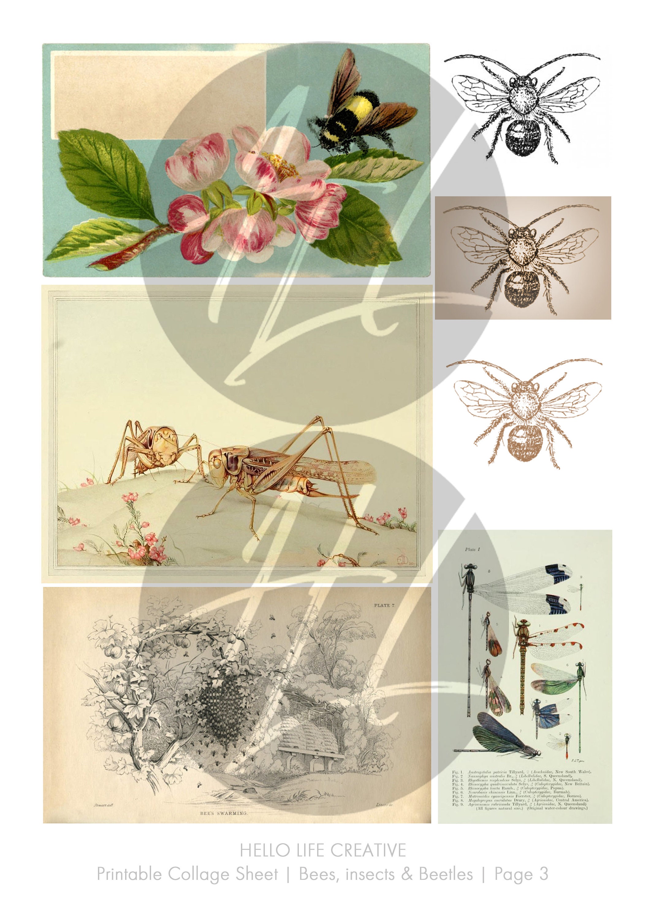 VINTAGE INSECTS PRINTABLE Digikit Digital Download 5 Pages Printable - Etsy