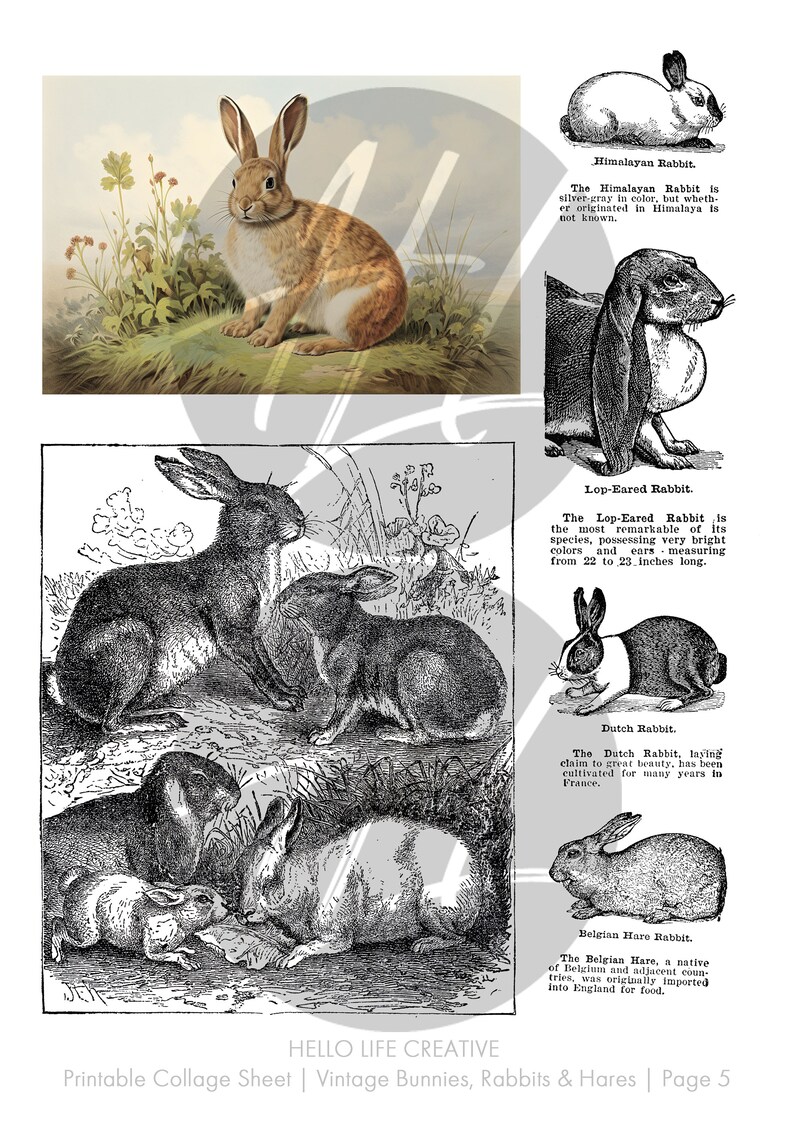 PRINTABLE COLLAGE SHEETS Vintage Bunnies, Rabbits and Hares Junk ...