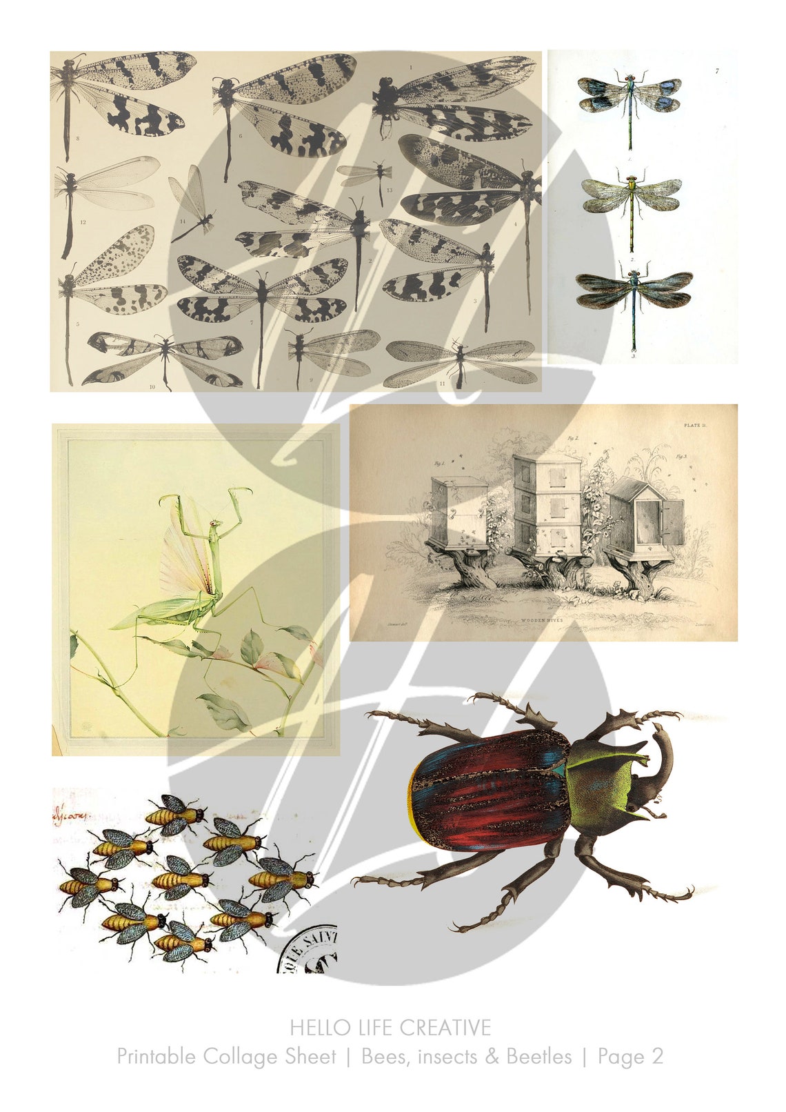 VINTAGE INSECTS PRINTABLE Digikit Digital Download - Etsy