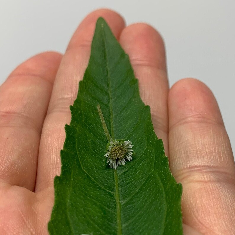 50 Eclipta Alba seeds Eclipta Prostrata seeds Bhringraj | Etsy