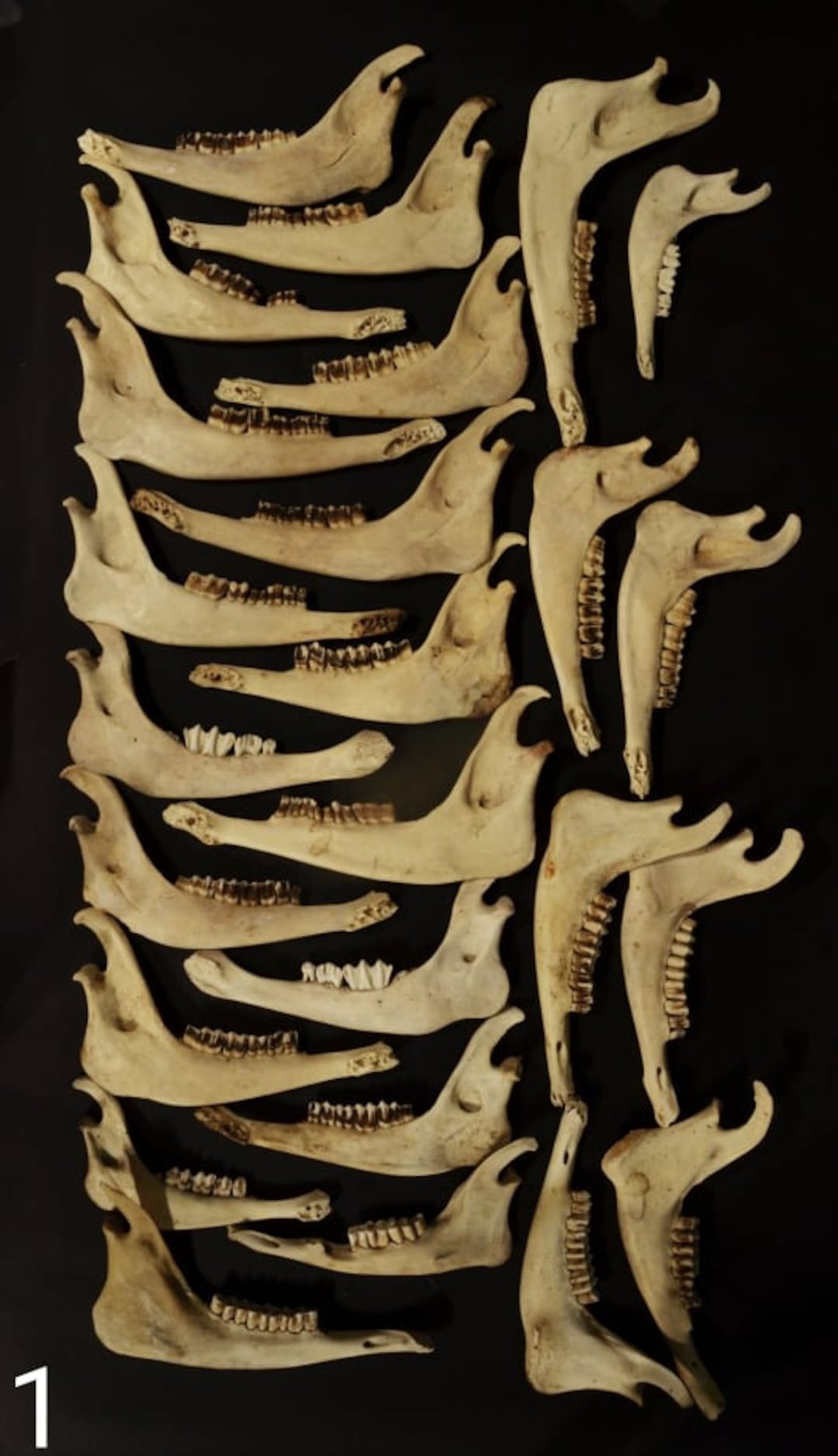 25 Real Goat Jaw Bones (22cm Max) - Etsy