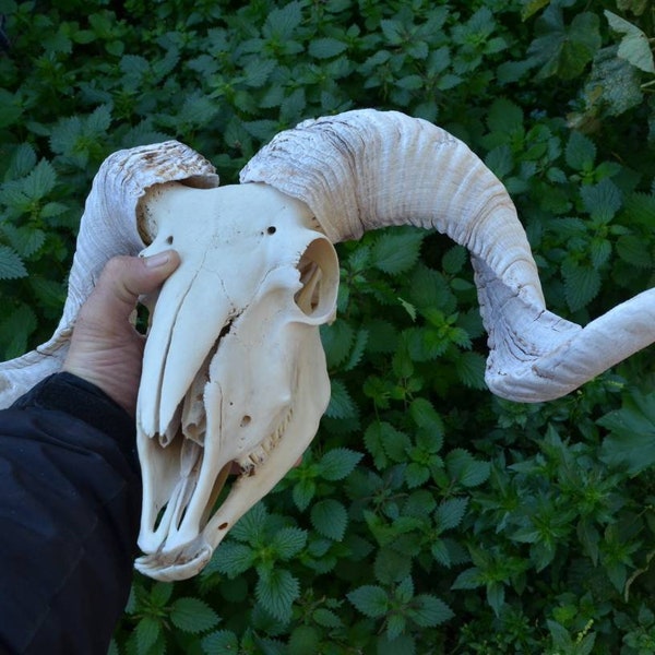 Ram Skull - Etsy