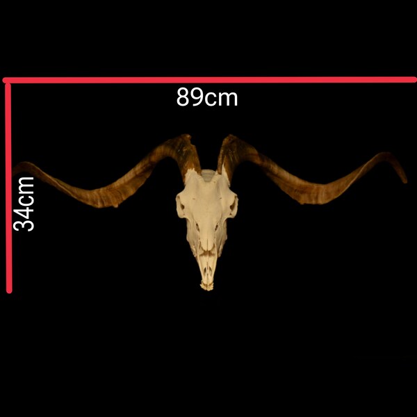Goat Skull - Etsy