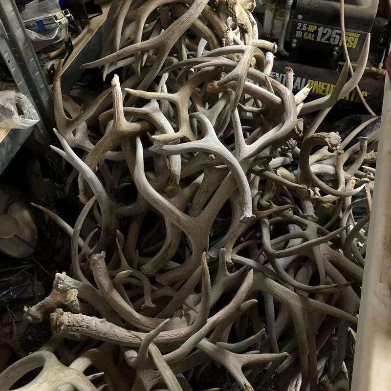 Shed Antlers Decoration - Etsy