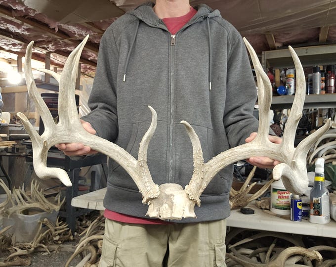Huge 185” Whitetail Deer Rack Shed Antlers - Etsy