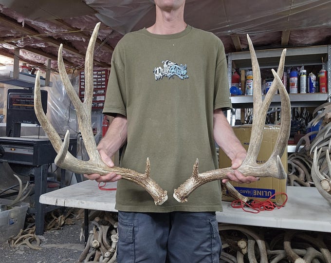 Huge 178” Mule Deer Sheds Antlers Rack - Etsy