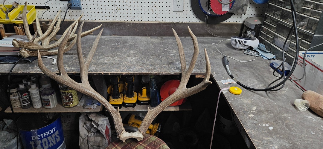 Huge 177 Mule Deer Shed Antlers Rack - Etsy