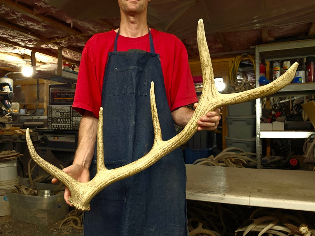 Big Elk Shed Antler - Etsy