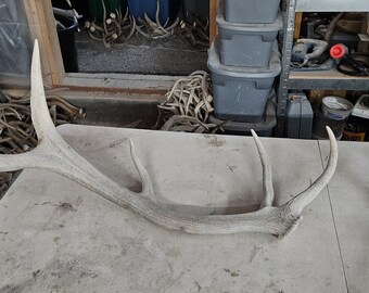 Big 5 Point DOUBLE MAIN BEAMS Whitetail Deer Shed Antler Taxidermy Log ...