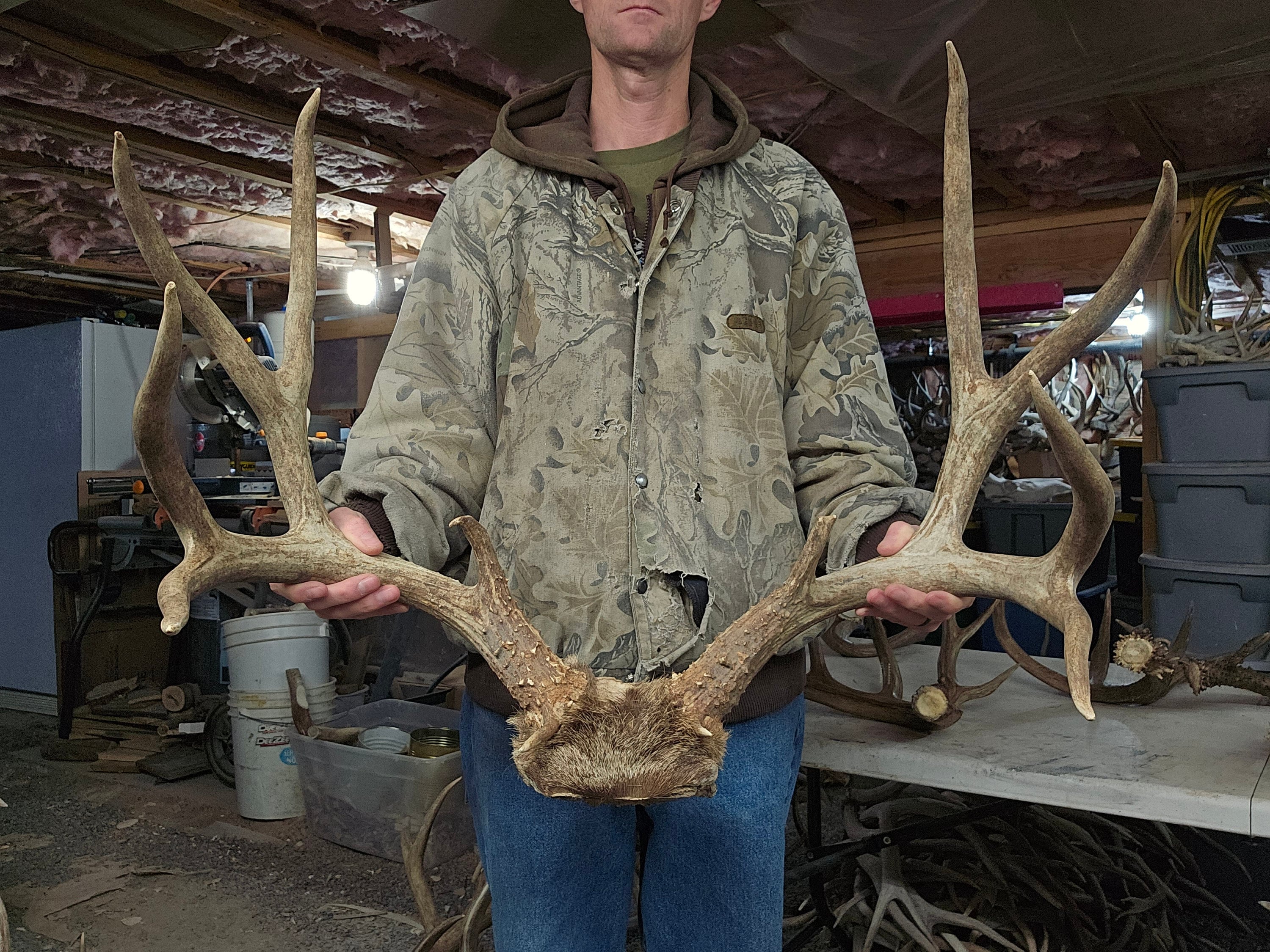 Huge 180 Mule Deer Shed Antlers Rack - Etsy