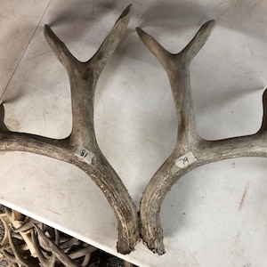 Huge 180 Mule Deer Antlers Rack - Etsy