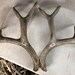Huge 180 Mule Deer Antlers Rack - Etsy