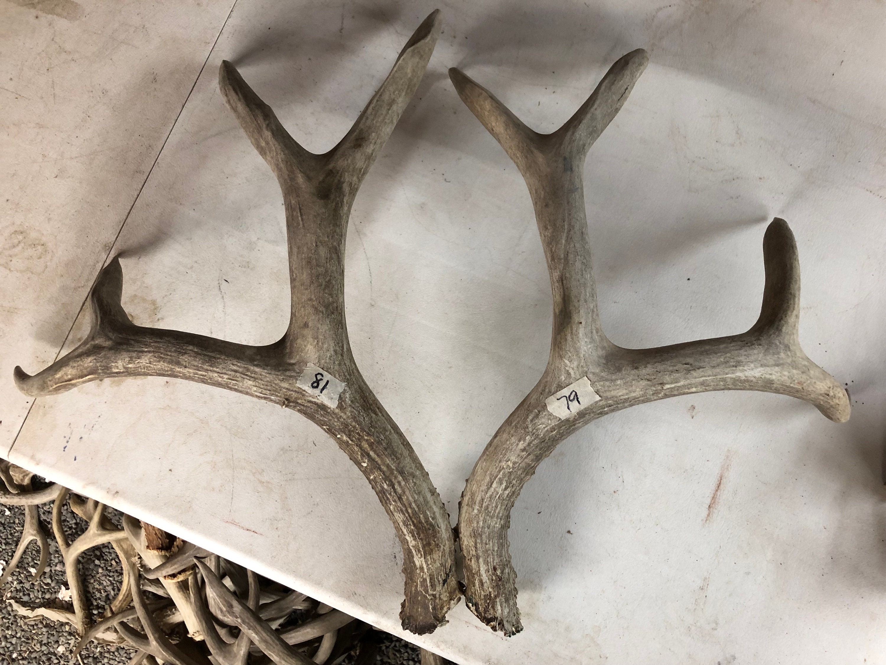 Huge 180 Mule Deer Antlers Rack - Etsy