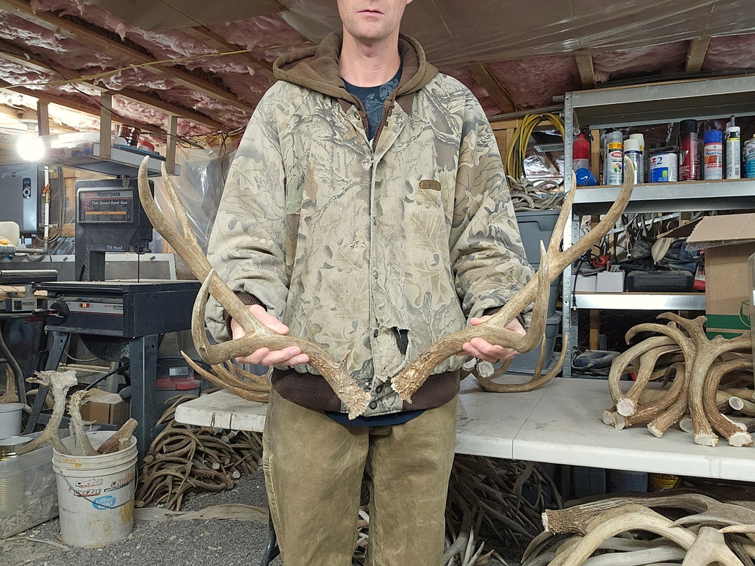 Big Mule Deer Shed Antlers Rack - Etsy