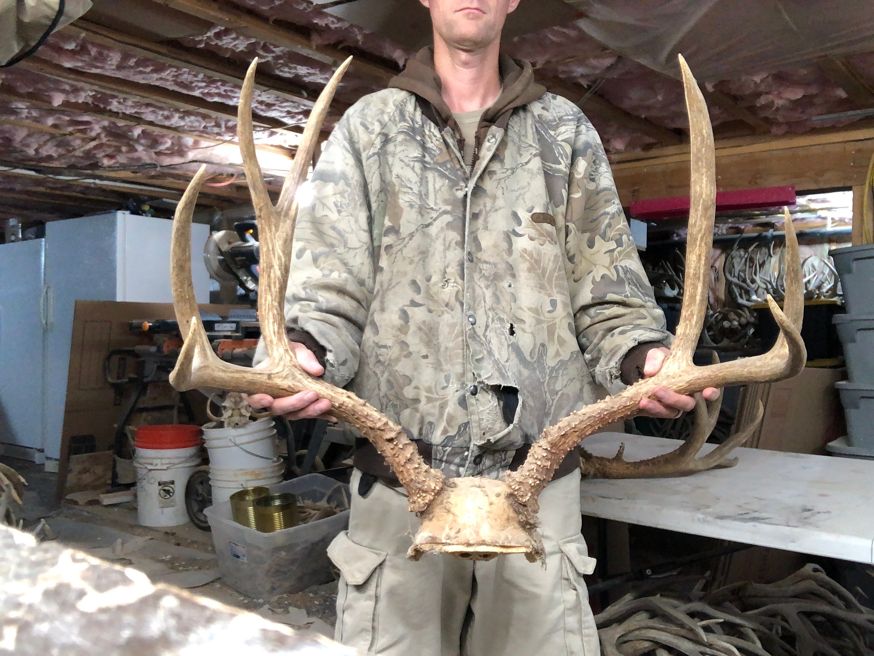 Big Brown Mule Deer Rack - Etsy