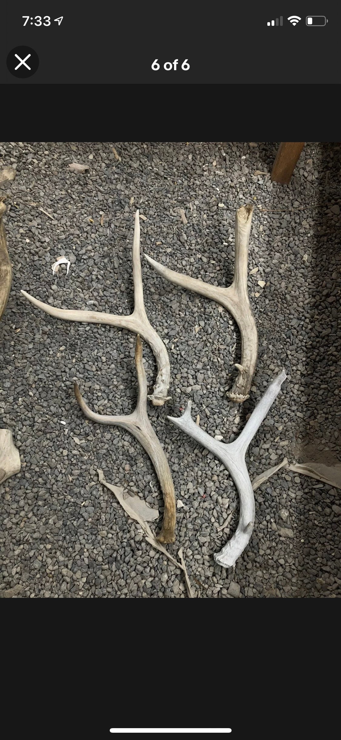 10 Lbs of Hard White Deer Antlers - Etsy