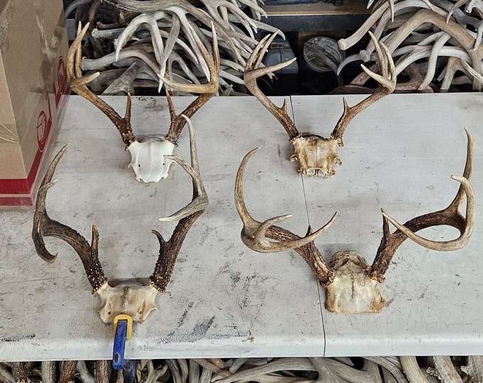 4 Nice Whitetail Deer Racks Shed Antlers - Etsy