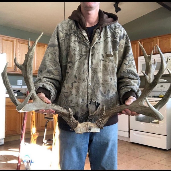 Deer Antler Rack - Etsy