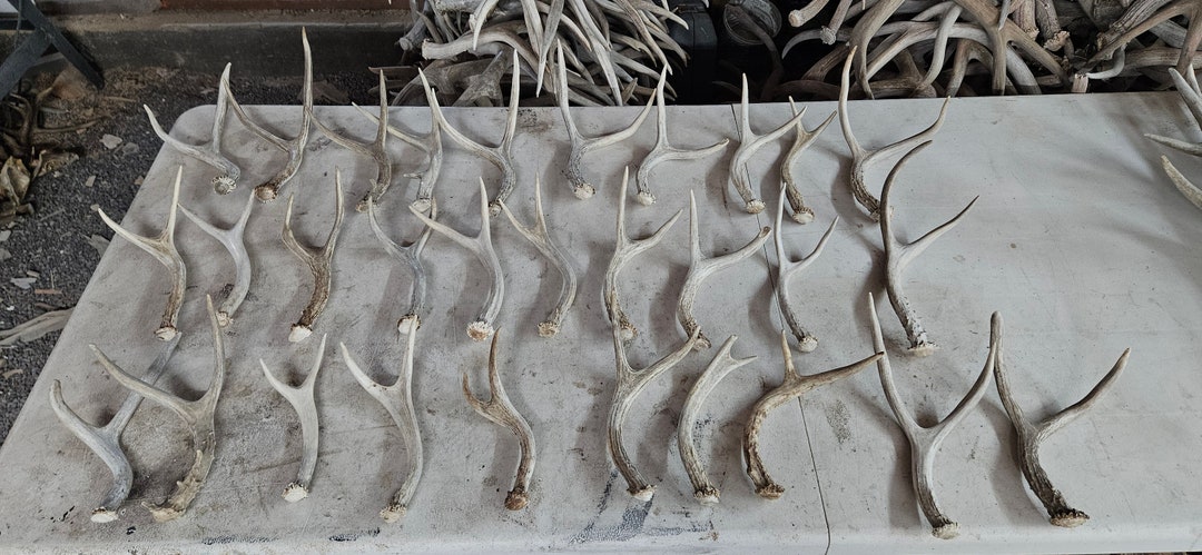30 2 Point Mule Deer Shed Antlers - Etsy