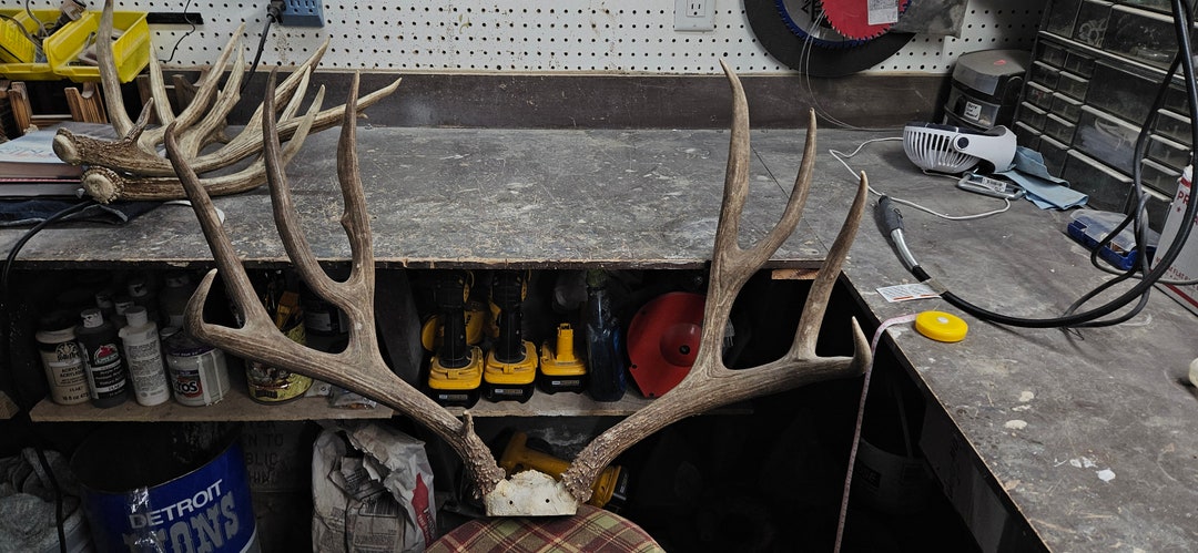 Huge 184 Mule Deer Shed Antlers Rack - Etsy
