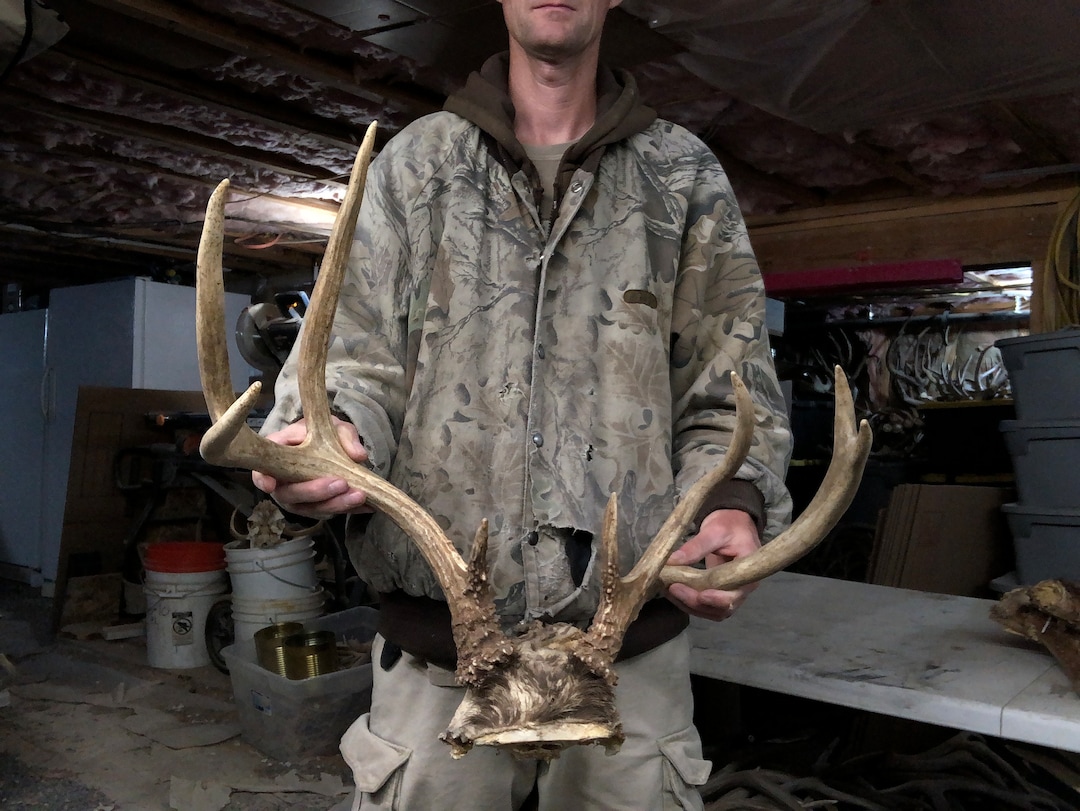 Funky Brown Mule Deer Rack - Etsy