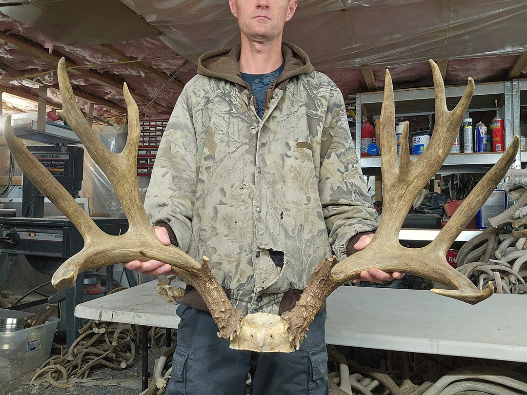 Huge 210 Mule Deer Antlers Rack Sheds - Etsy