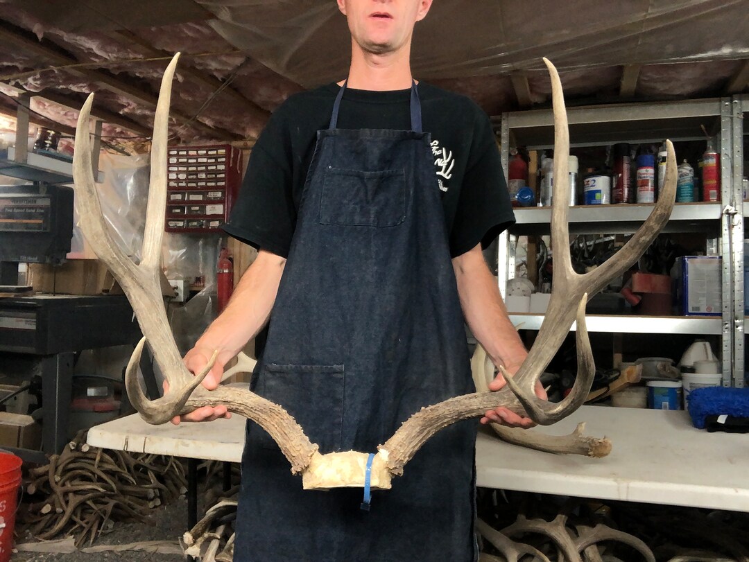 Huge 173 Mule Deer Antlers Rack Sheds - Etsy