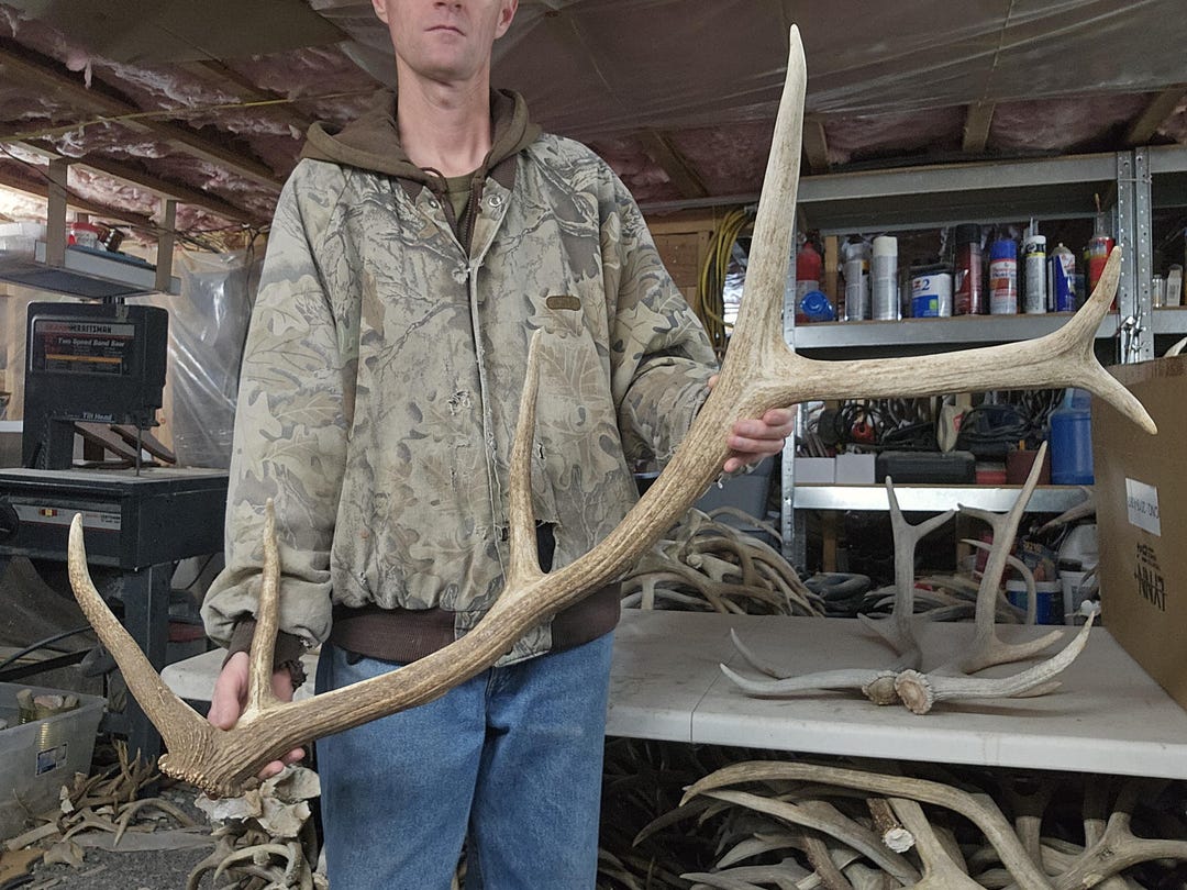 Big Elk Shed Antler - Etsy