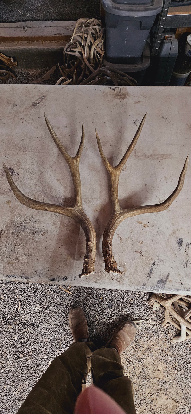 Big Mule Deer Shed Antlers Rack - Etsy