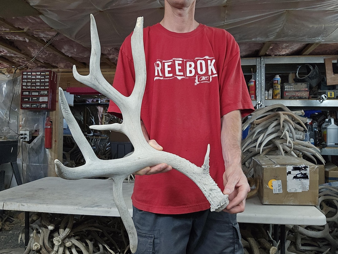 Huge 95 Drop Tine Mule Deer Shed Antler - Etsy