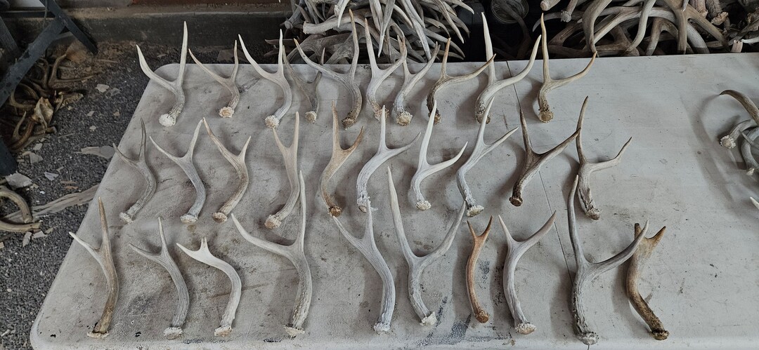 30 2 Point Mule Deer Shed Antlers - Etsy