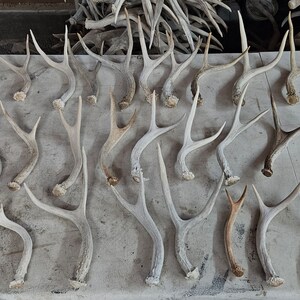 30 2 Point Mule Deer Shed Antlers - Etsy