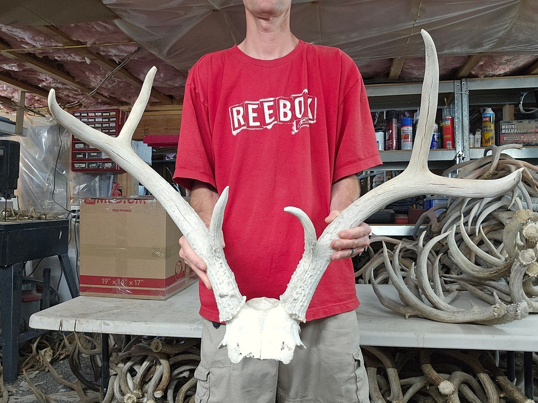 Big Mule Deer Shed Antlers Rack - Etsy