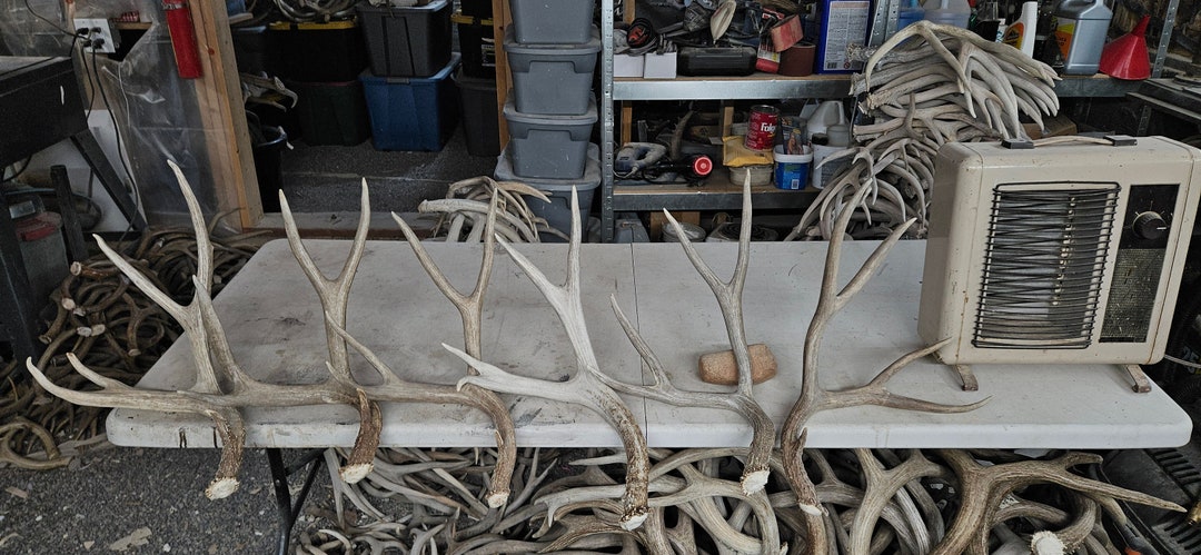 6 Big Mule Deer Sheds Antlers Rack - Etsy
