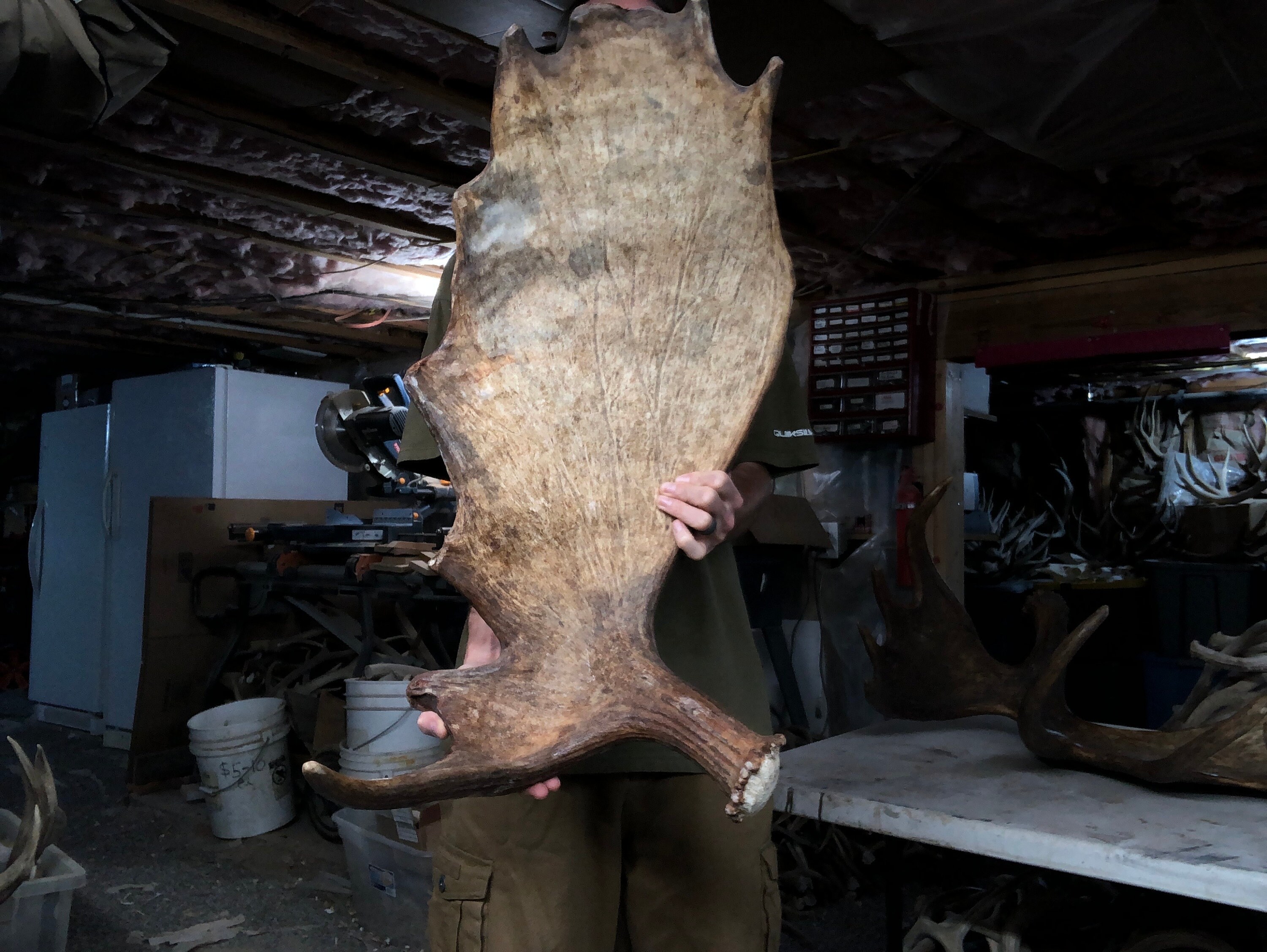 Big Brown Moose Shed Antler - Etsy