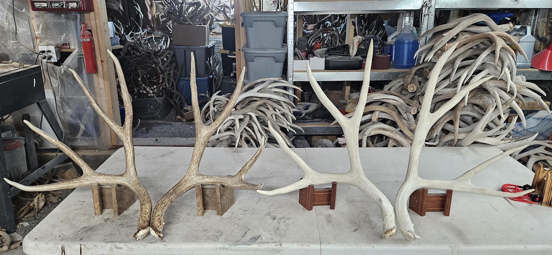2 Consecutive Mule Deer Sets of Sheds Antlers Rack - Etsy