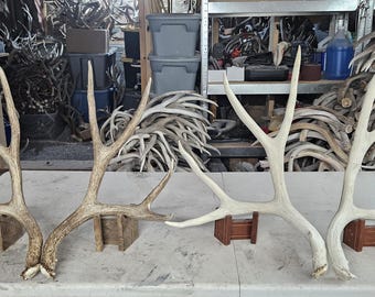 Huge 191” Mule Deer Sheds Antlers Rack - Etsy