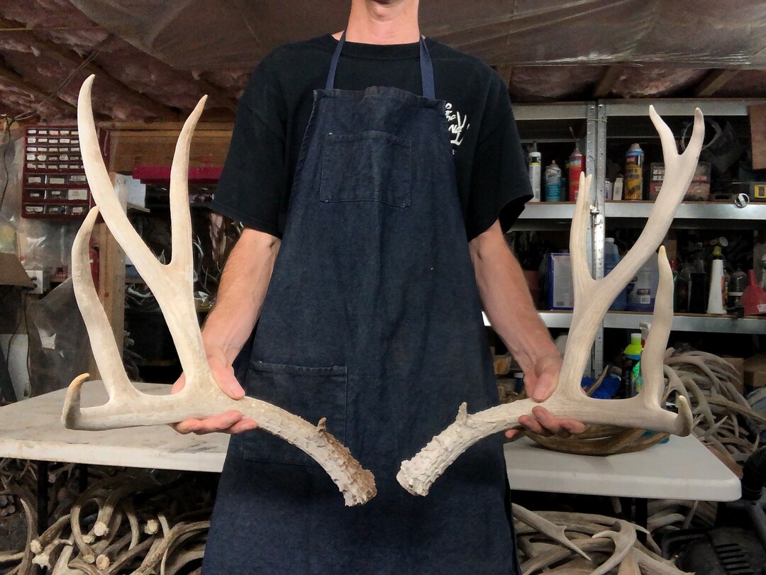 Huge 174-175” Mule Deer Shed Antlers Rack - Etsy