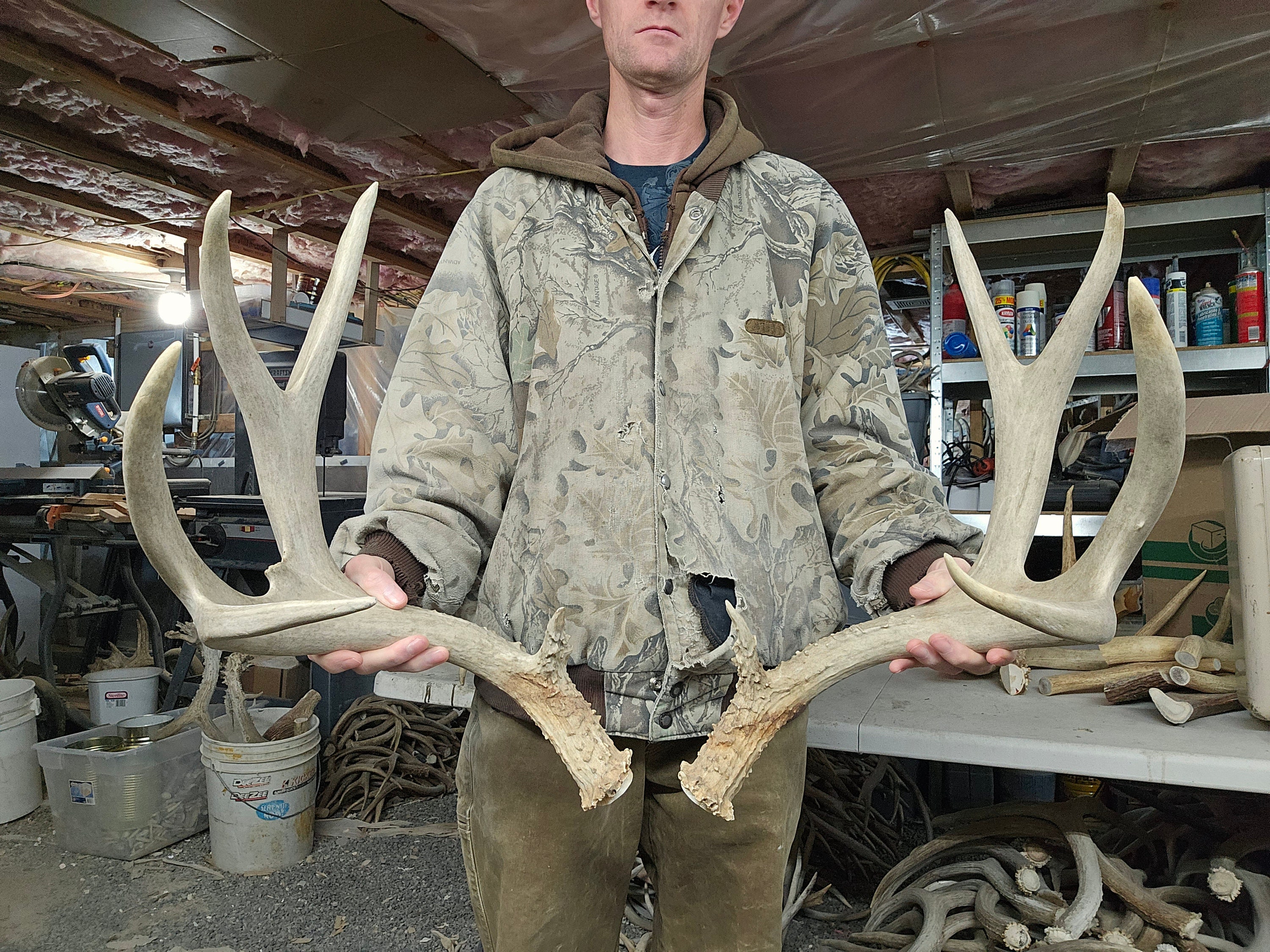 Huge 178-179 Mule Deer Antlers Rack - Etsy