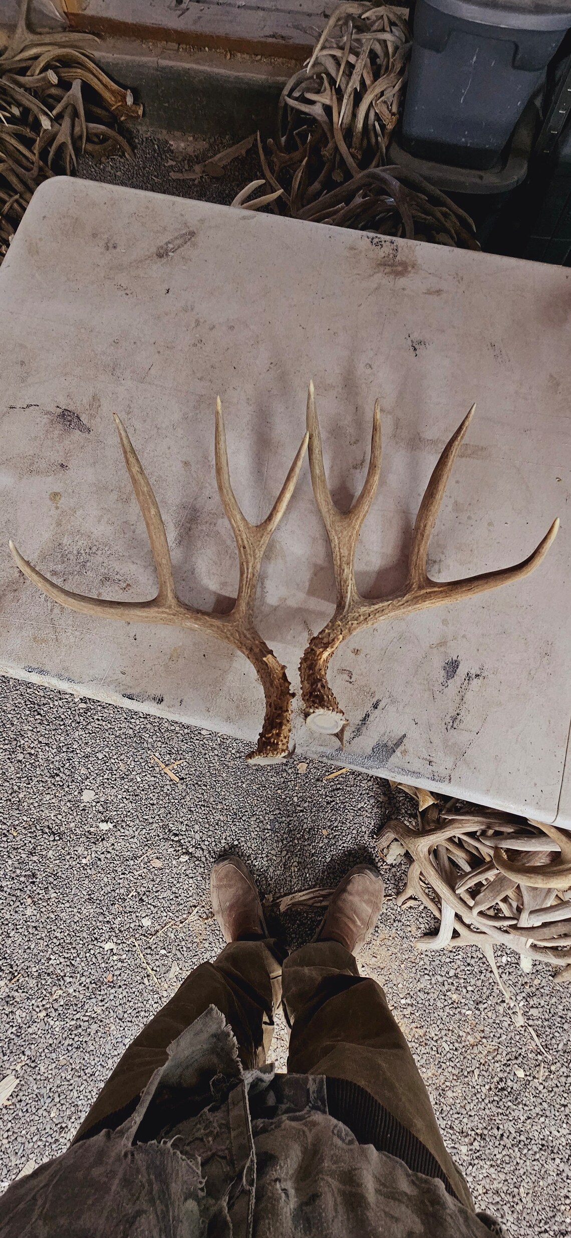 Big Mule Deer Shed Antlers Rack - Etsy