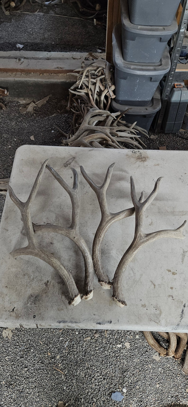 Big Mule Deer Sheds Antlers Rack - Etsy