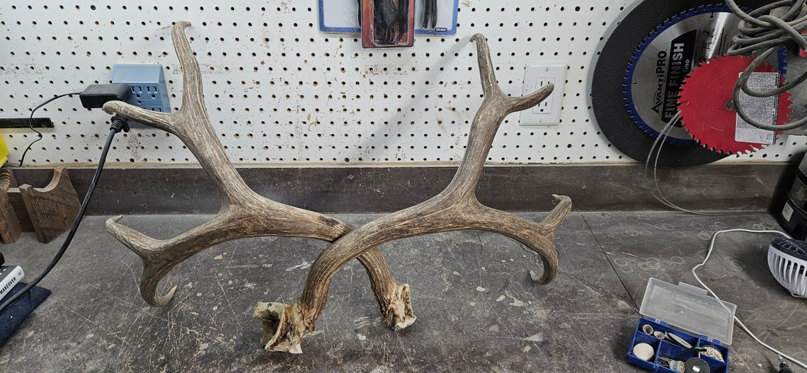 Huge 184 Mule Deer Shed Antlers Rack - Etsy