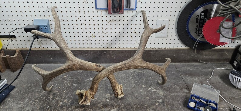 Huge 184 Mule Deer Shed Antlers Rack - Etsy