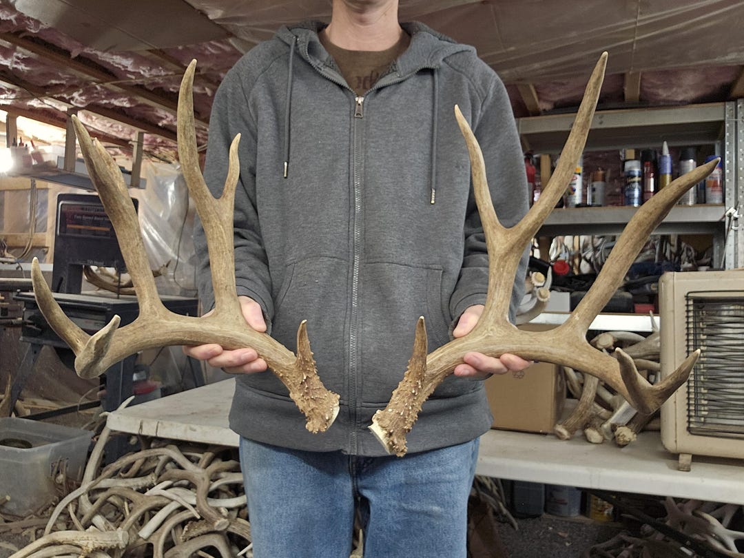 Huge 170s Mule Deer Antlers Rack - Etsy