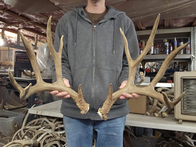 Huge 170s Mule Deer Antlers Rack - Etsy