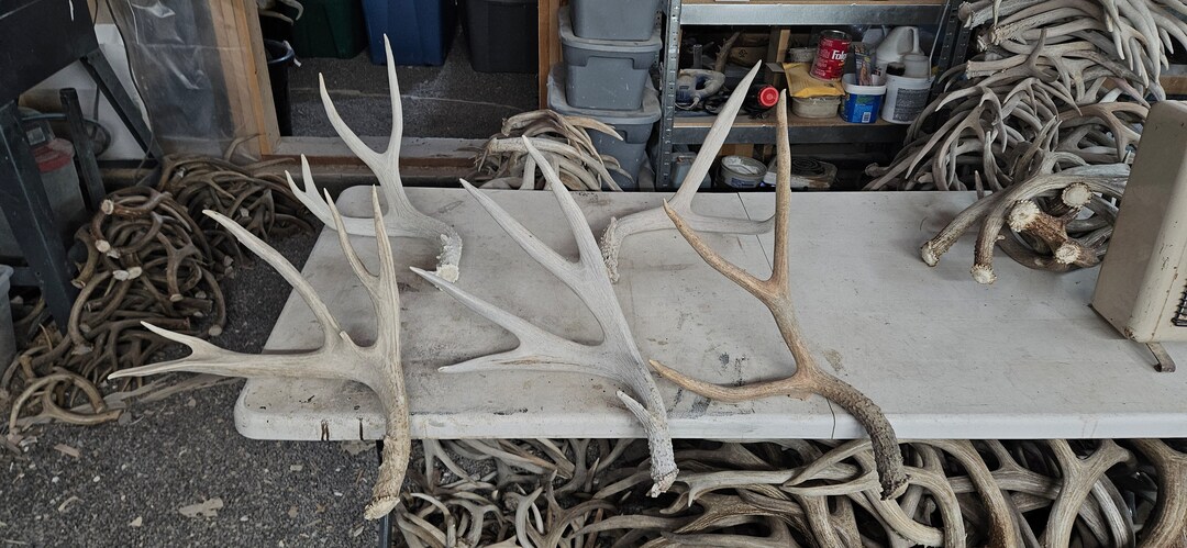 5 Big Mule Deer Sheds Antlers Rack - Etsy