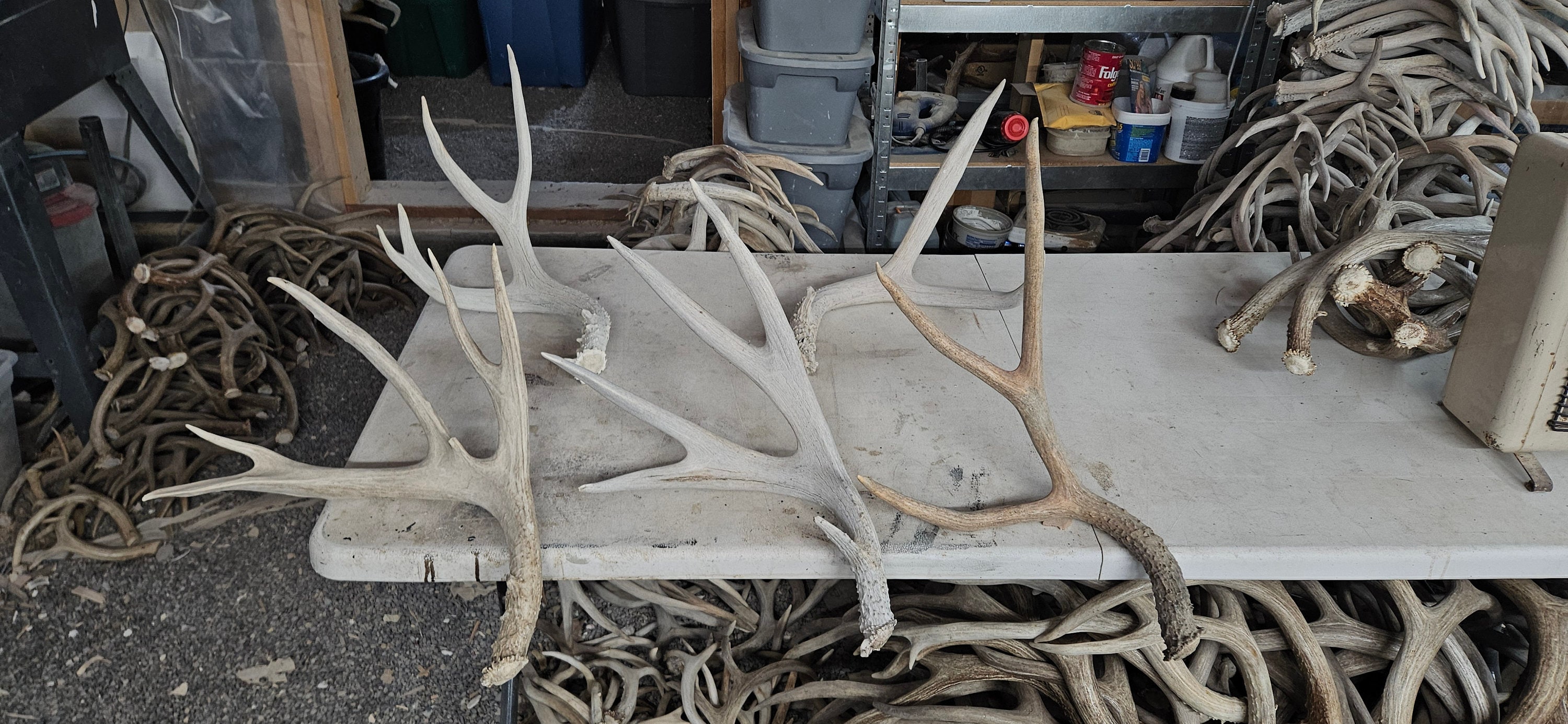 5 Big Mule Deer Sheds Antlers Rack - Etsy